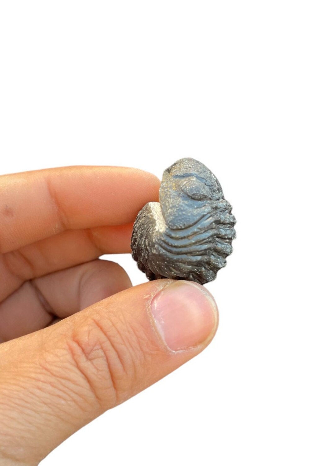 Great Quality Trilobite Reedops Fossil Phacopidae Devonian Trilobite ...