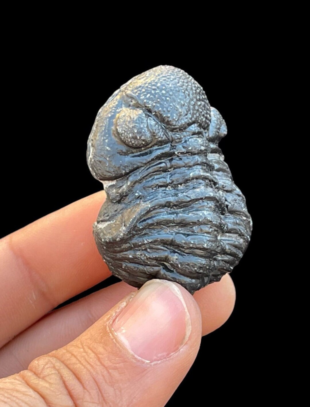 Rare Detailed Reedops Trilobite Fossil Phacopidae Devonian Trilobiten ...