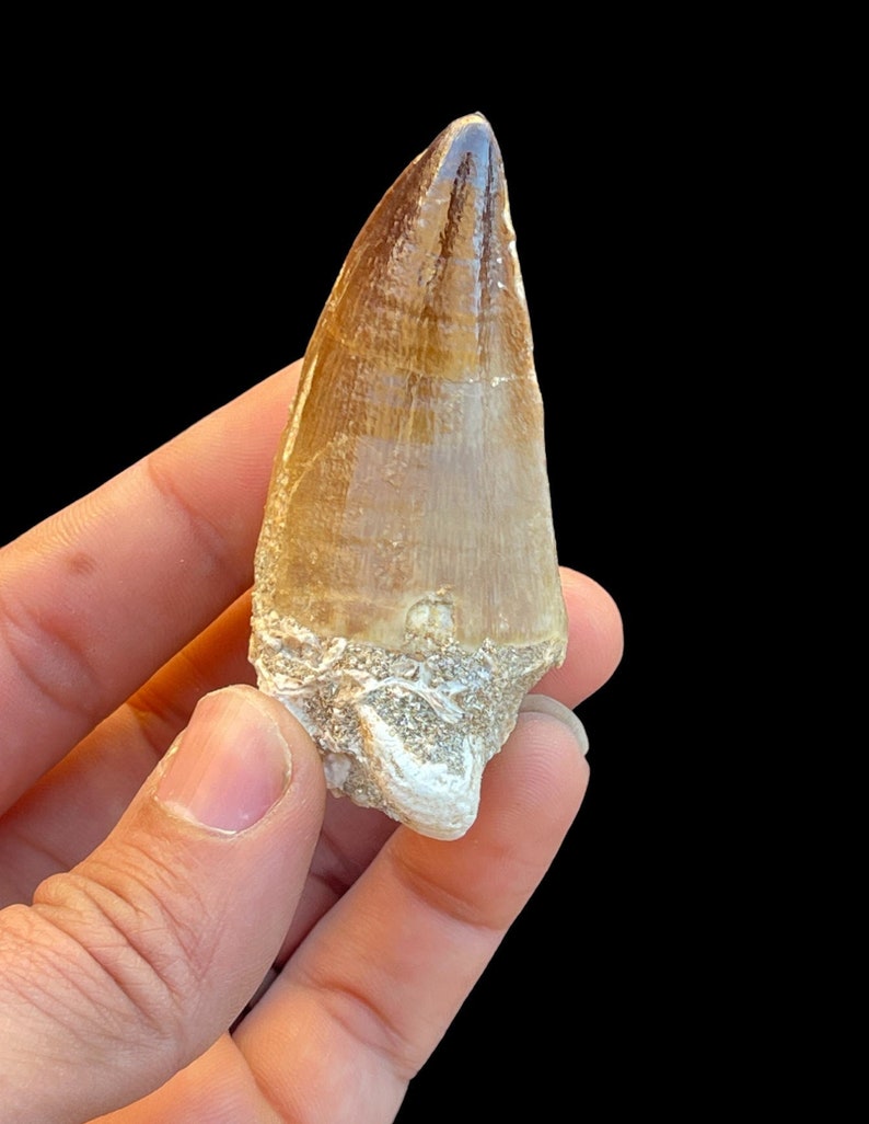 Great Mosasaurus Tooth in Its Root From Morocco Fossilized - Etsy