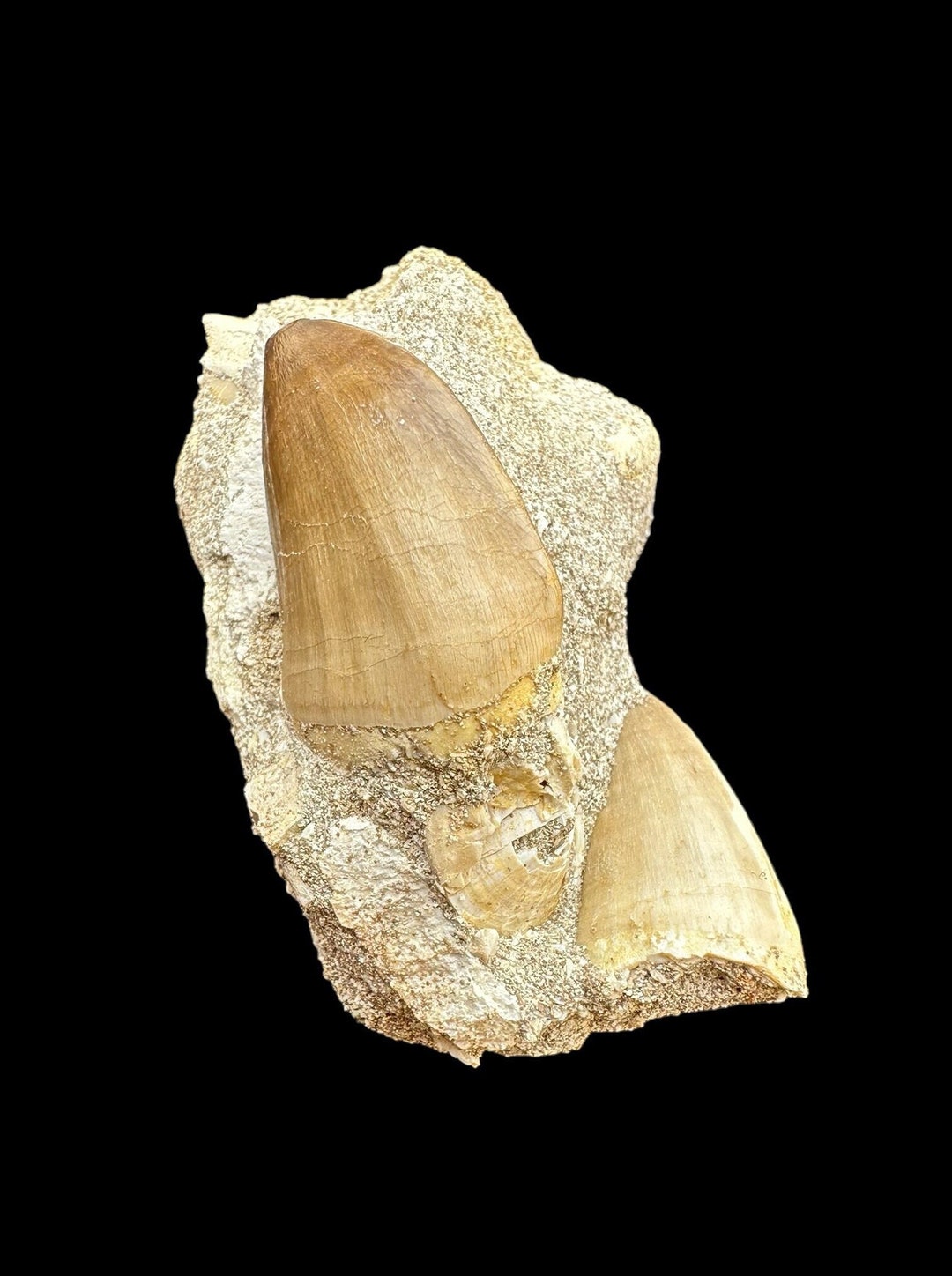 A Lovely Pair of Great Mosasaurus Teeth in Matrix, Dinosaur Tooth ...