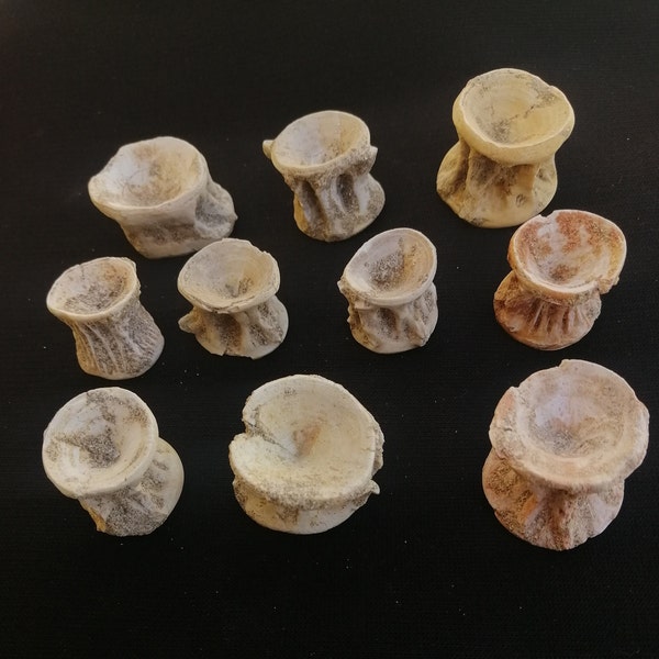 Fish Vertebrae - Etsy