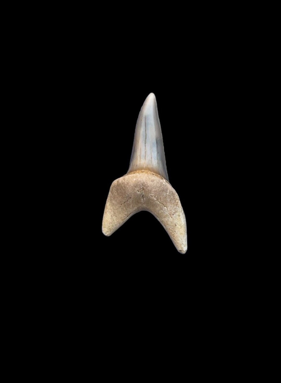 Top Quality Macrorhizodus Falcatus Shark Tooth Upper First Anterior ...