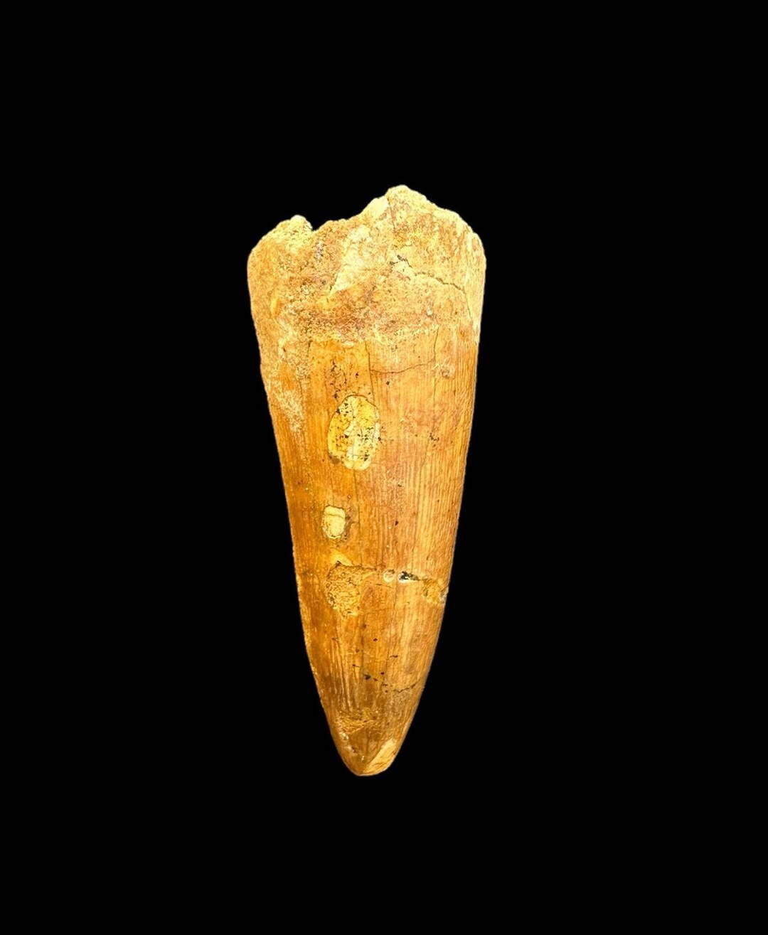 Lovely Spino Tooth, Great Spinosaurus Tooth, Cretaceous Dinosaur Tooth ...
