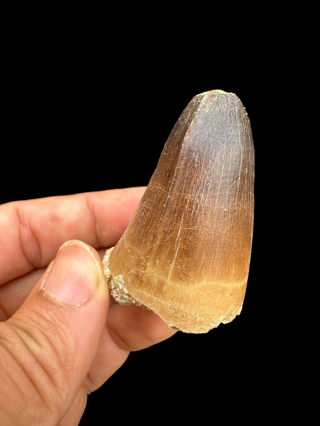 A Great Prognathodon Curry, Big Mosasaurus Tooth From Morocco ...