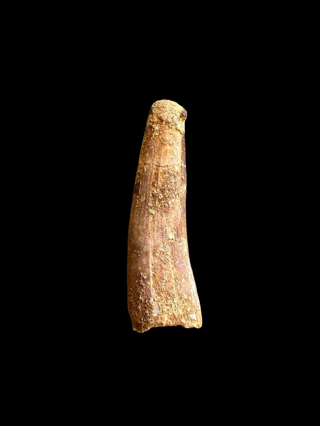 Stunning Spinosaurus Tooth Fossil – Moroccan Prehistoric Relic – Rare ...
