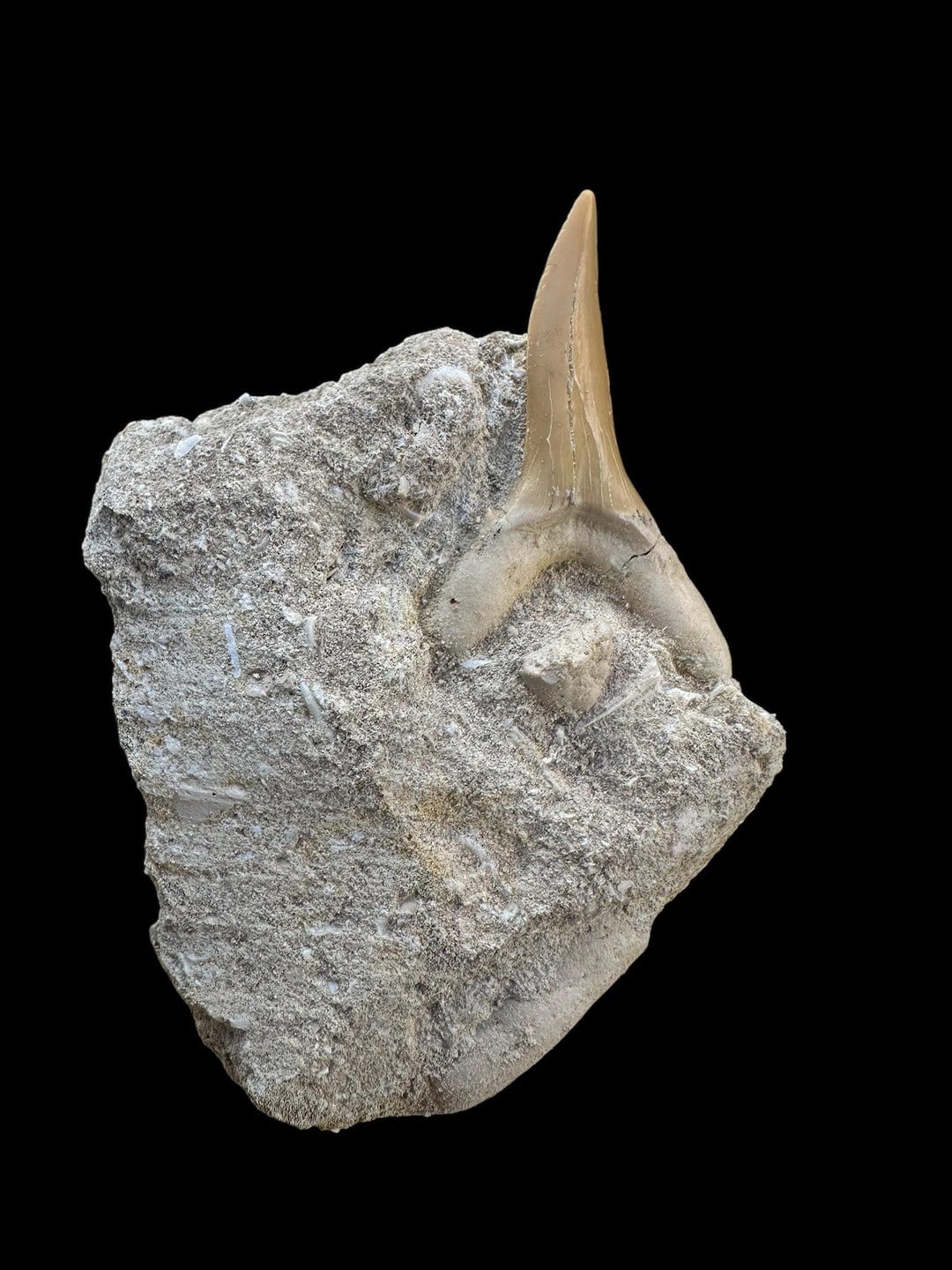 Awesome Goblin Shark Tooth Fossil - Ancient Mitsukurina Specimen ...