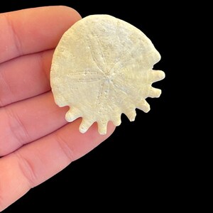 Extra Rare Ancient Oceanic Beauty With a Rare Heliophora Sea Urchin ...