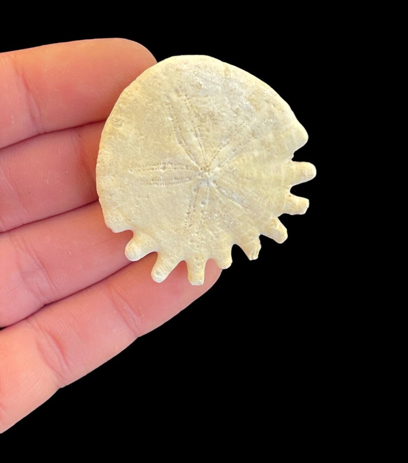 Extra Rare Ancient Oceanic Beauty With a Rare Heliophora Sea Urchin ...