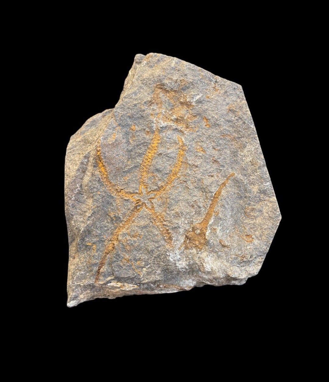 Great Brittle Starfish Fossil on Matrix (ordovician, 488 - 433 Million ...
