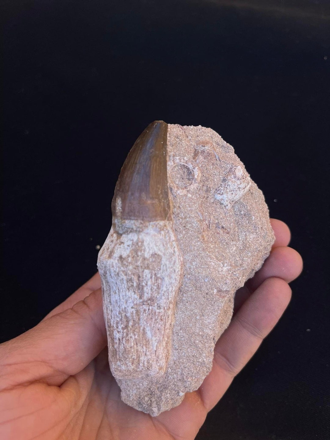 A HUGE 4inches Museum Quality MOSASAURUS TOOTH With Root, Dinosaur ...