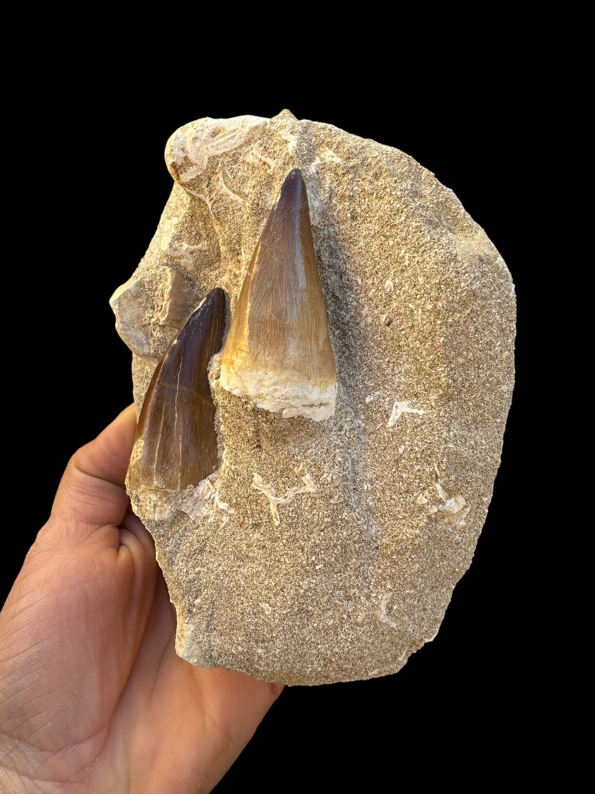 Two Associated Mosasaurus Teeth in Matrix Associated Teeth of - Etsy