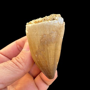 Rare Mosasaurus Tooth - A Piece of Prehistoric Majesty- Real Fossil ...