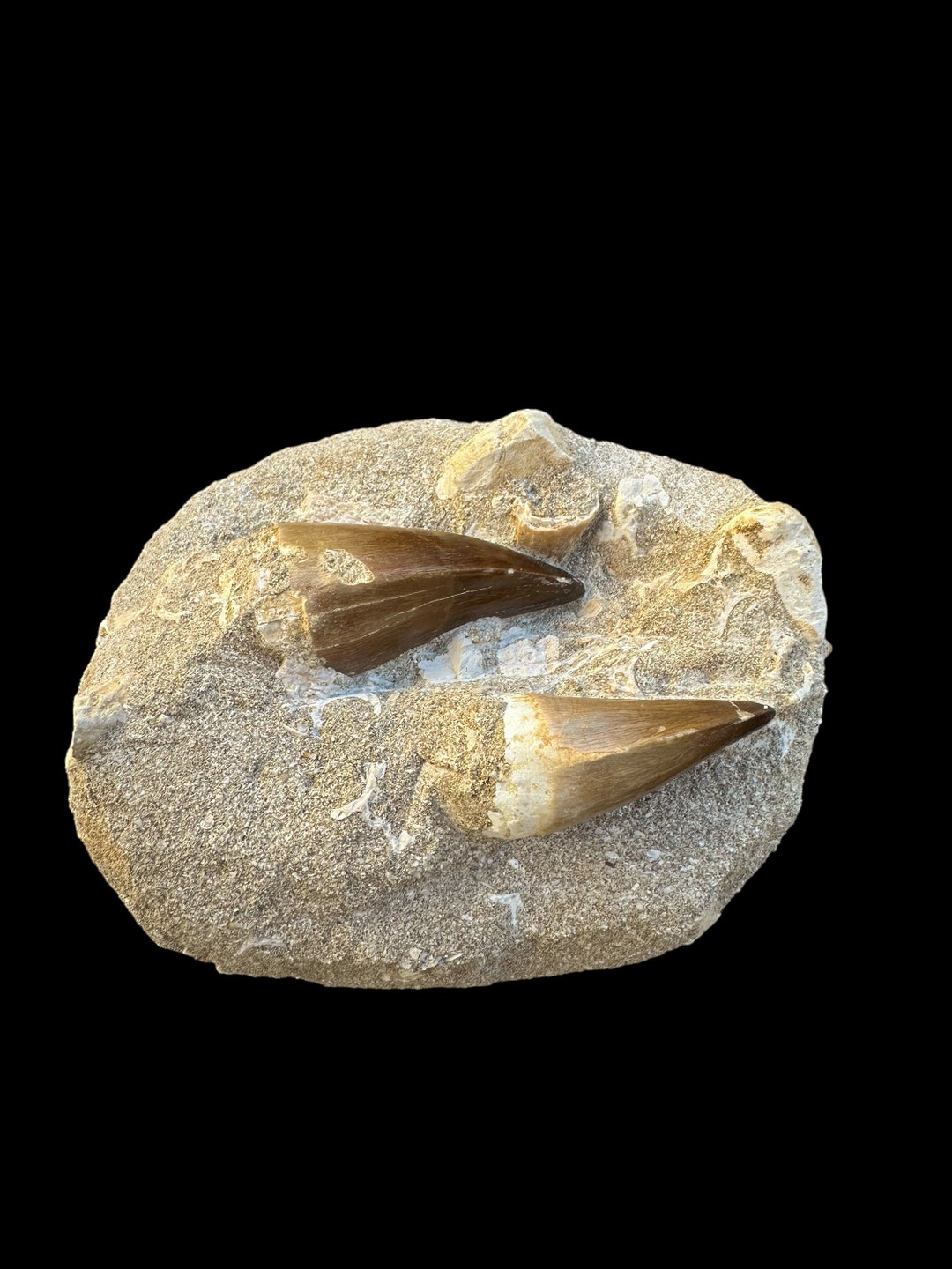 Two Associated Mosasaurus Teeth in Matrix, Associated Teeth of ...