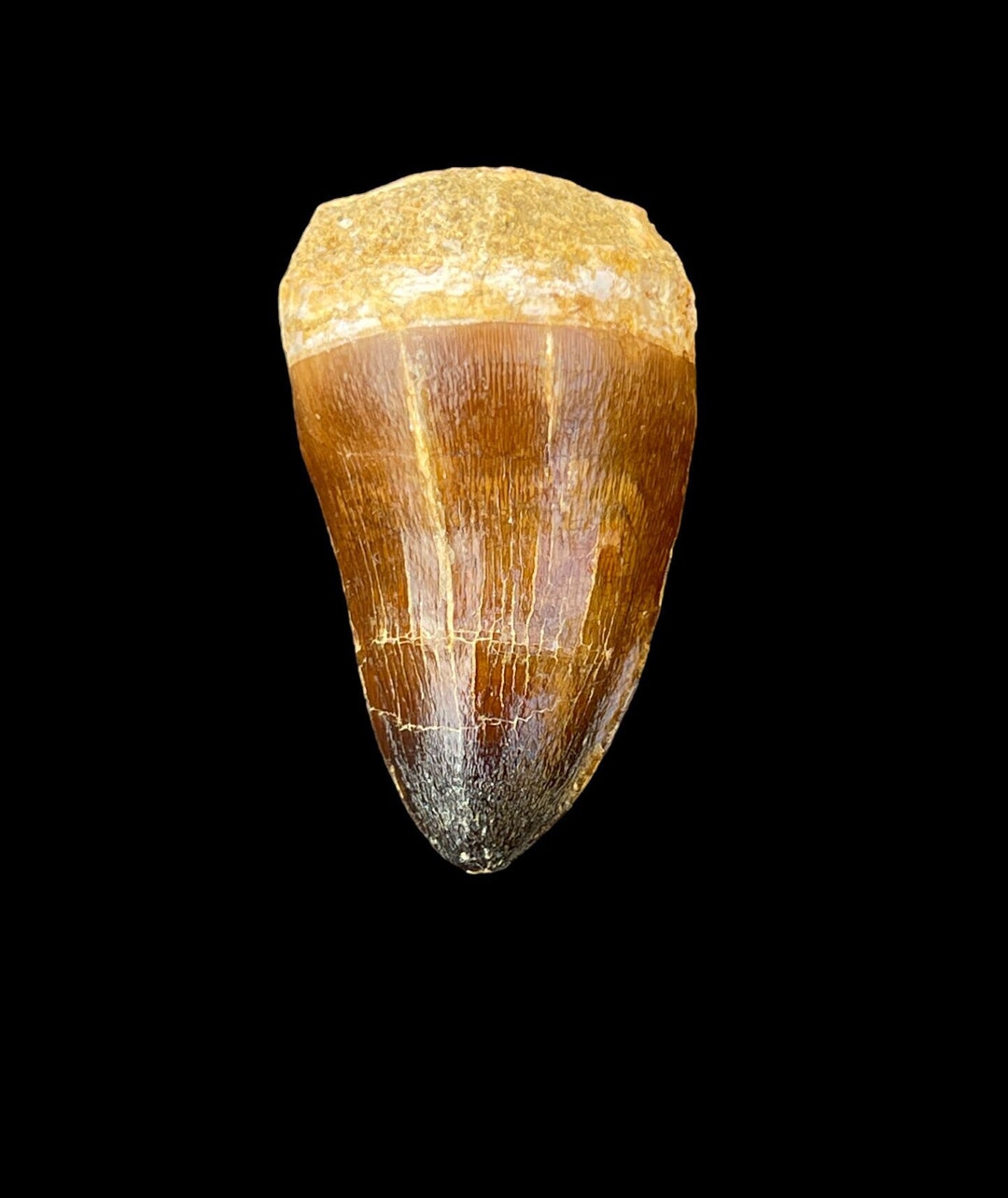 A Huge Prognathodon Curry, Mosasaurus Tooth in Its Root From Morocco ...