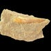 Awesome Otodus Obliquus Shark Tooth, Fossil Dinosaur Tooth, Big Otodus ...