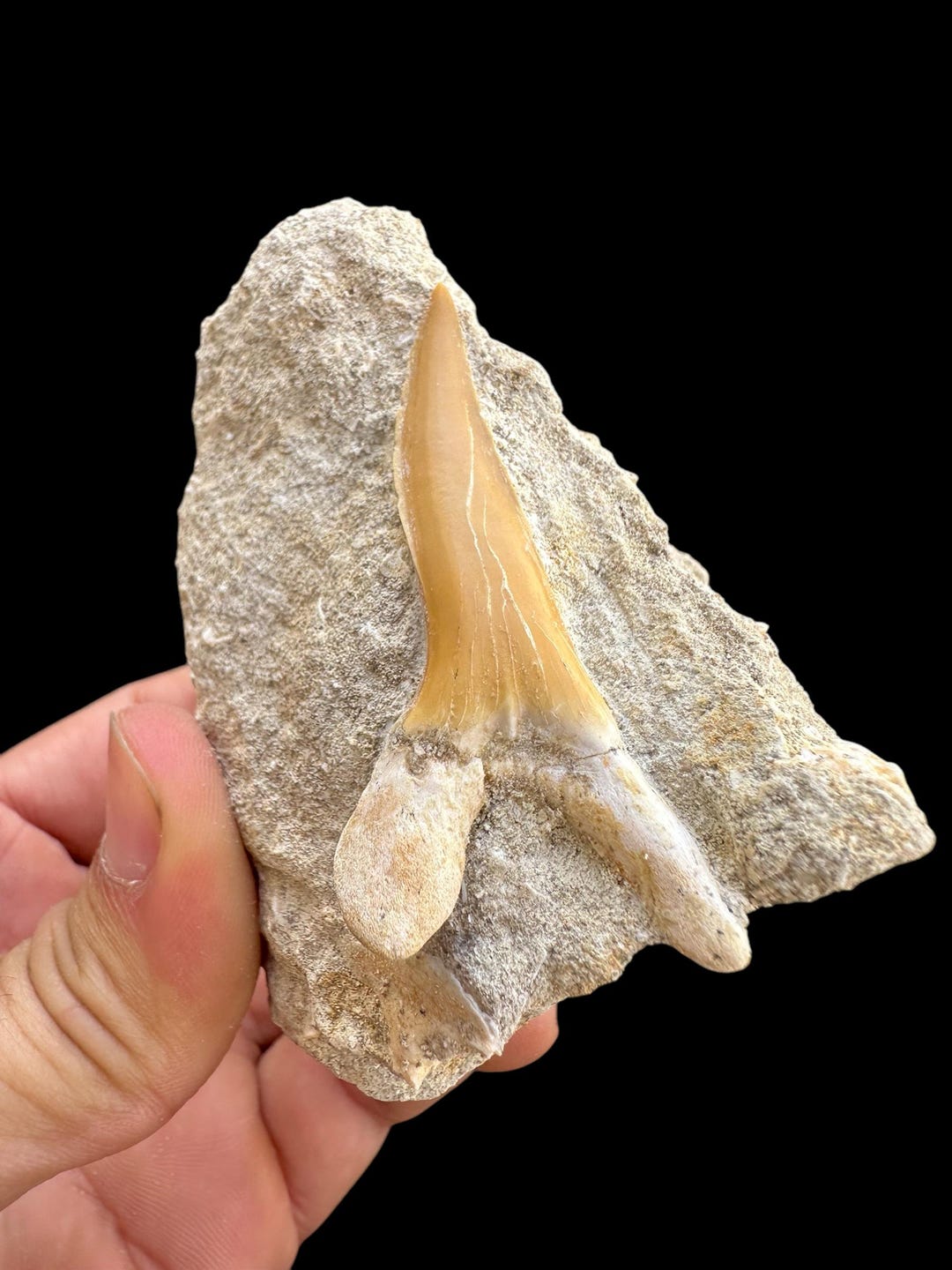 Fossilized Goblin Shark Tooth - Iconic Mitsukurina Species - Cretaceous ...