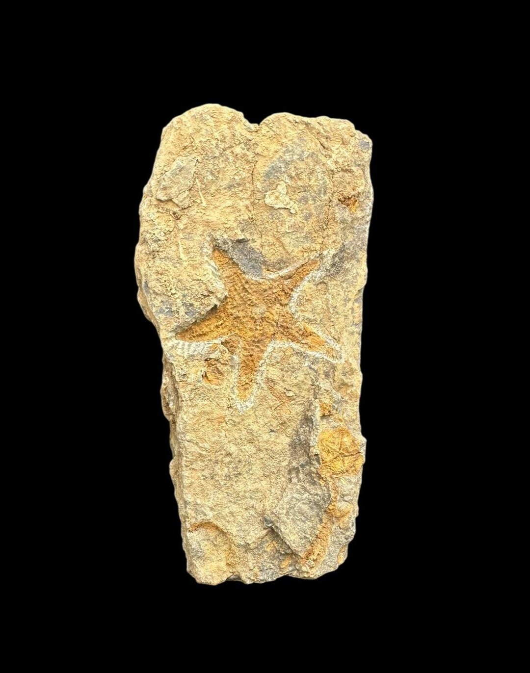 Great Starfish Fossil on Natural Matrix (ordovician, 488 - 433 Million ...