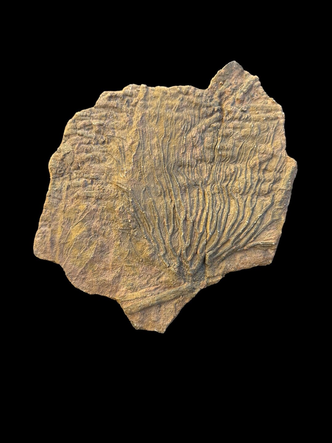 Awesome Moroccan Crinoid Sea Lily Fossil A Window Into Prehistoric Seas ...