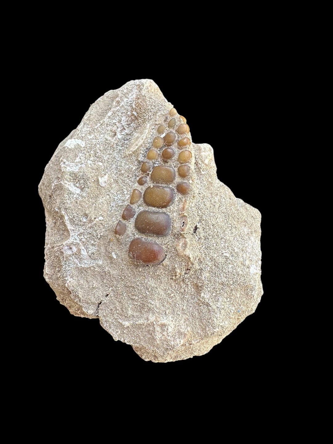 Rare Pycnodus Sp. Fossil Fish Mouthplate - Cretaceous Fish Fossil ...