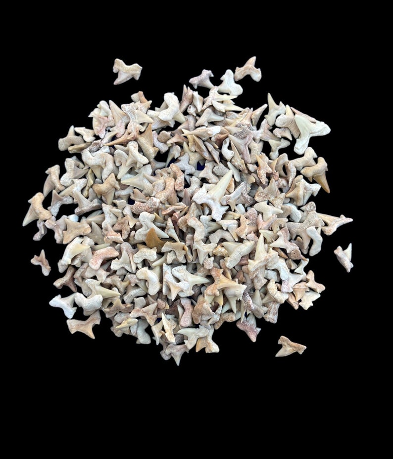 Discover the Hidden Treasures of the Seas With Our Exquisite Collection ...