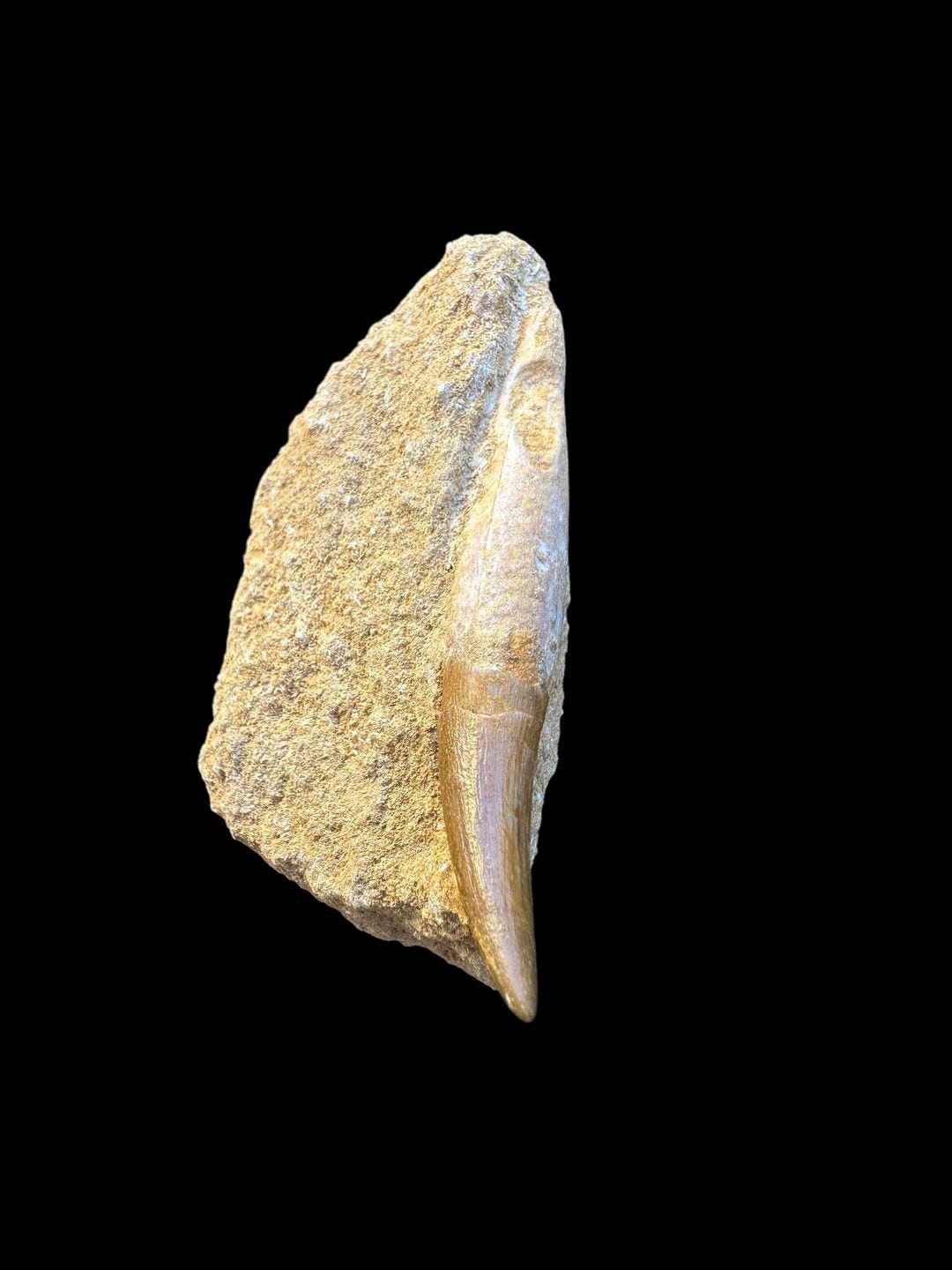 Great Quality Rooted Plesiosaurus Tooth in Matrix (zarafasaura Oceanis ...