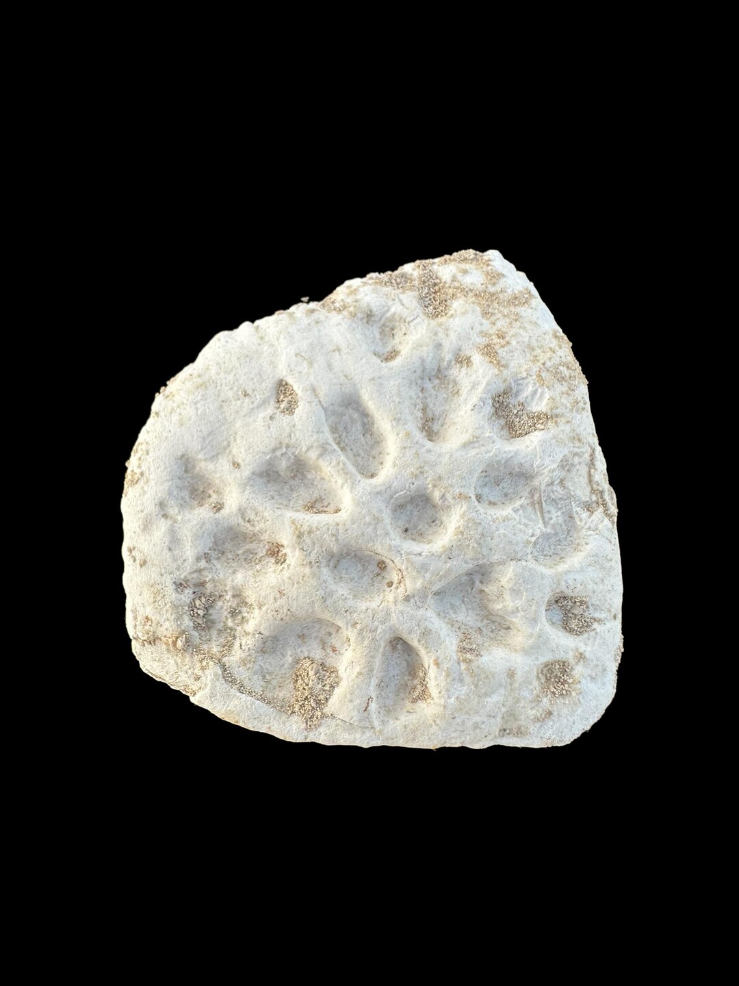 Upper Cretaceous CROCODILE FOSSIL – Well-preserved Dermal Plate ...