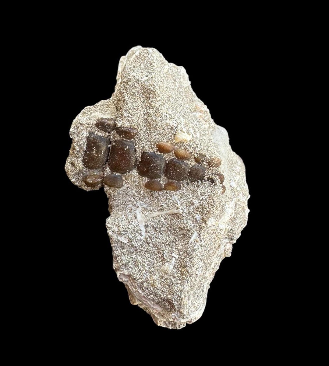 Genuine Pycnodus Sp. Fossil Fish Mouthplate - Cretaceous Fish Fossil ...