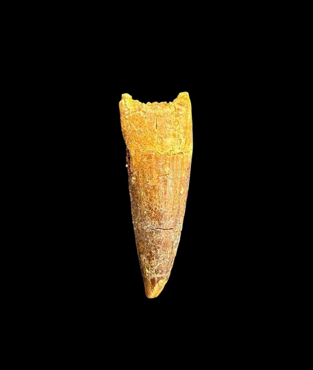 Gorgeous Spinosaurus Tooth, Cretaceous Dinosaur, 112 to 93.5 Million ...