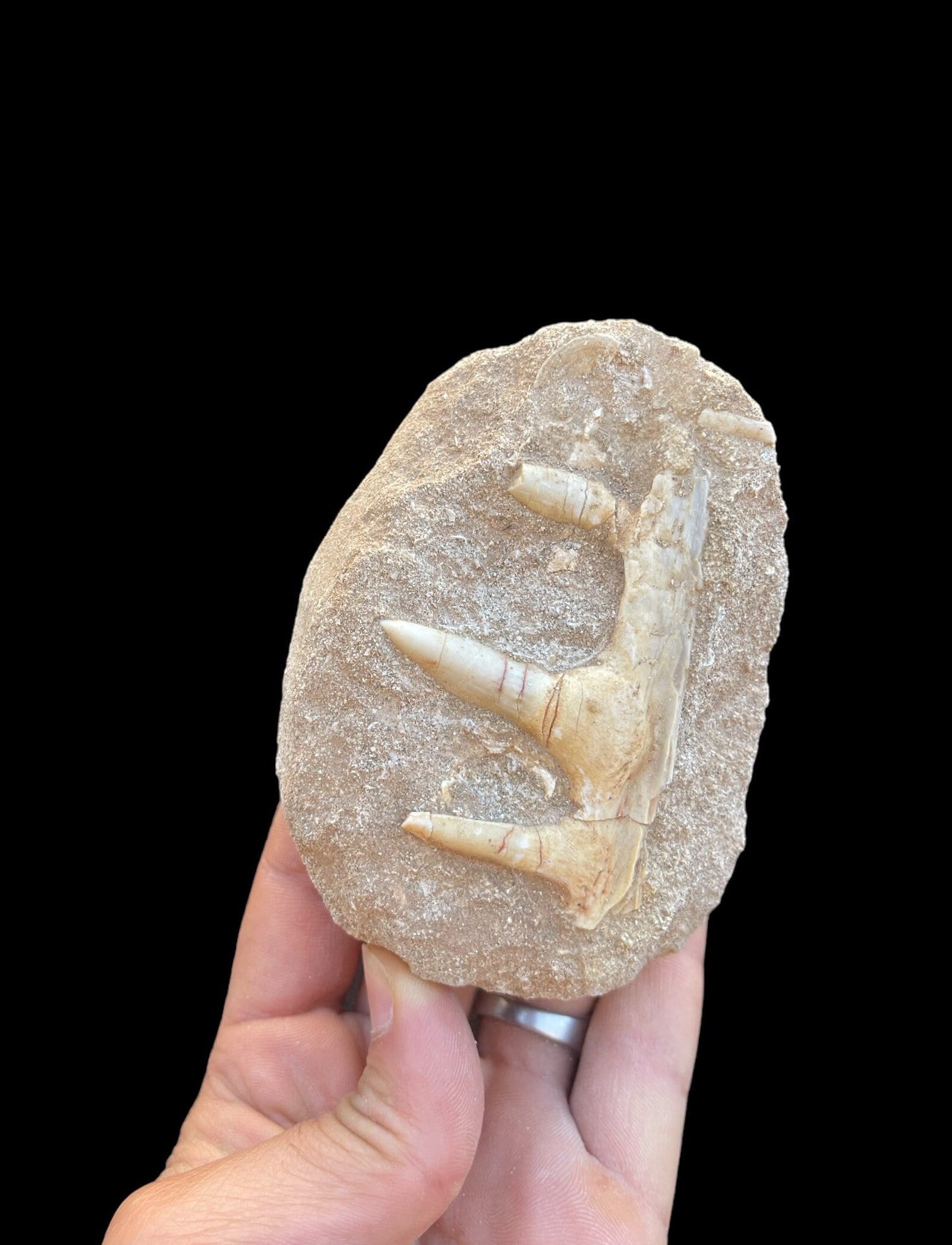 Awesome Enchodus Jaw Fossil: A Window Into the Prehistoric - Etsy Australia