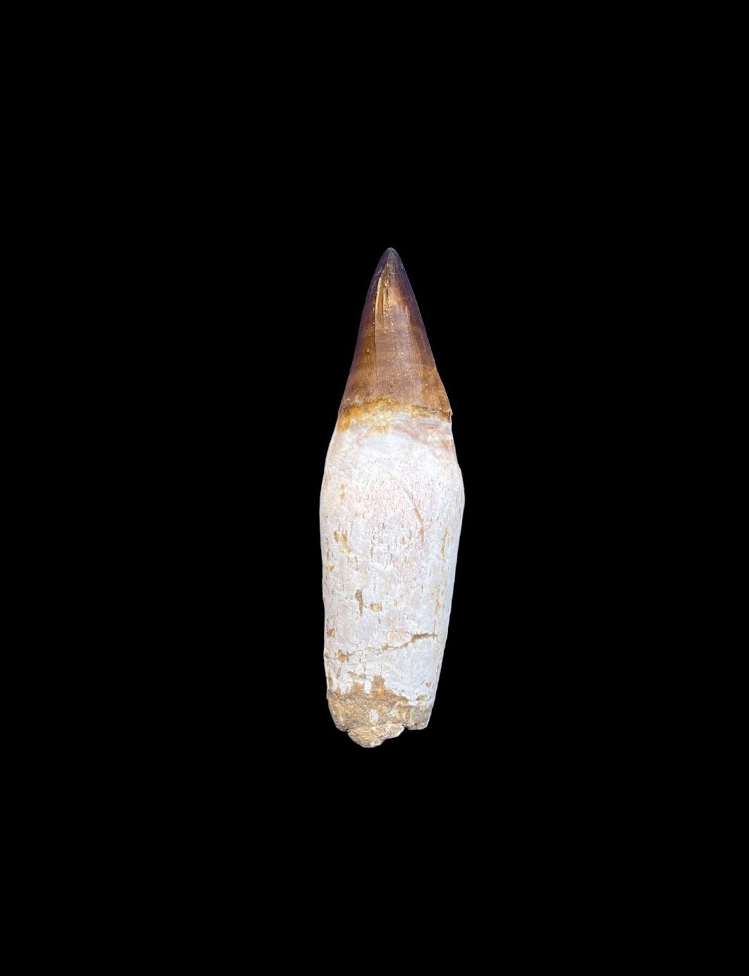Top Quality Rooted Mosasaur Tooth, Large Marine Dinosaur Mosasaurs Real ...