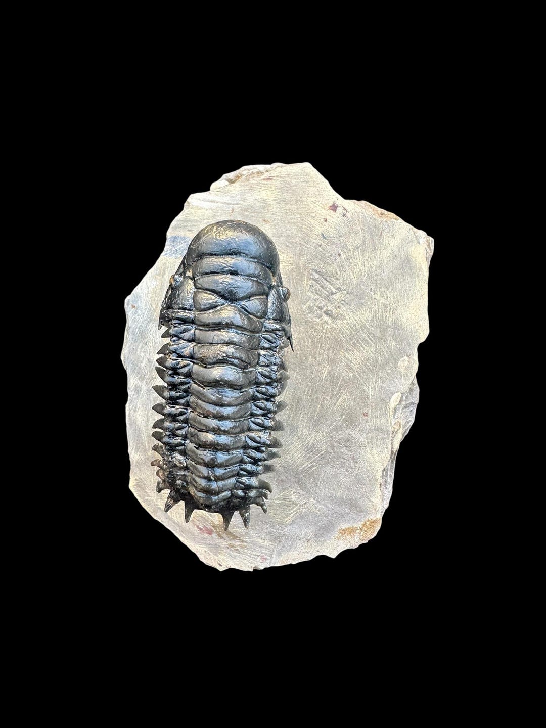 Fascinating Flying Trilobite Fossil From Morocco: A Piece of Natural ...