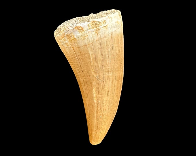 Great Mosasaur Tooth Large Marine Dinosaur Mosasaurs Real Fossil From ...