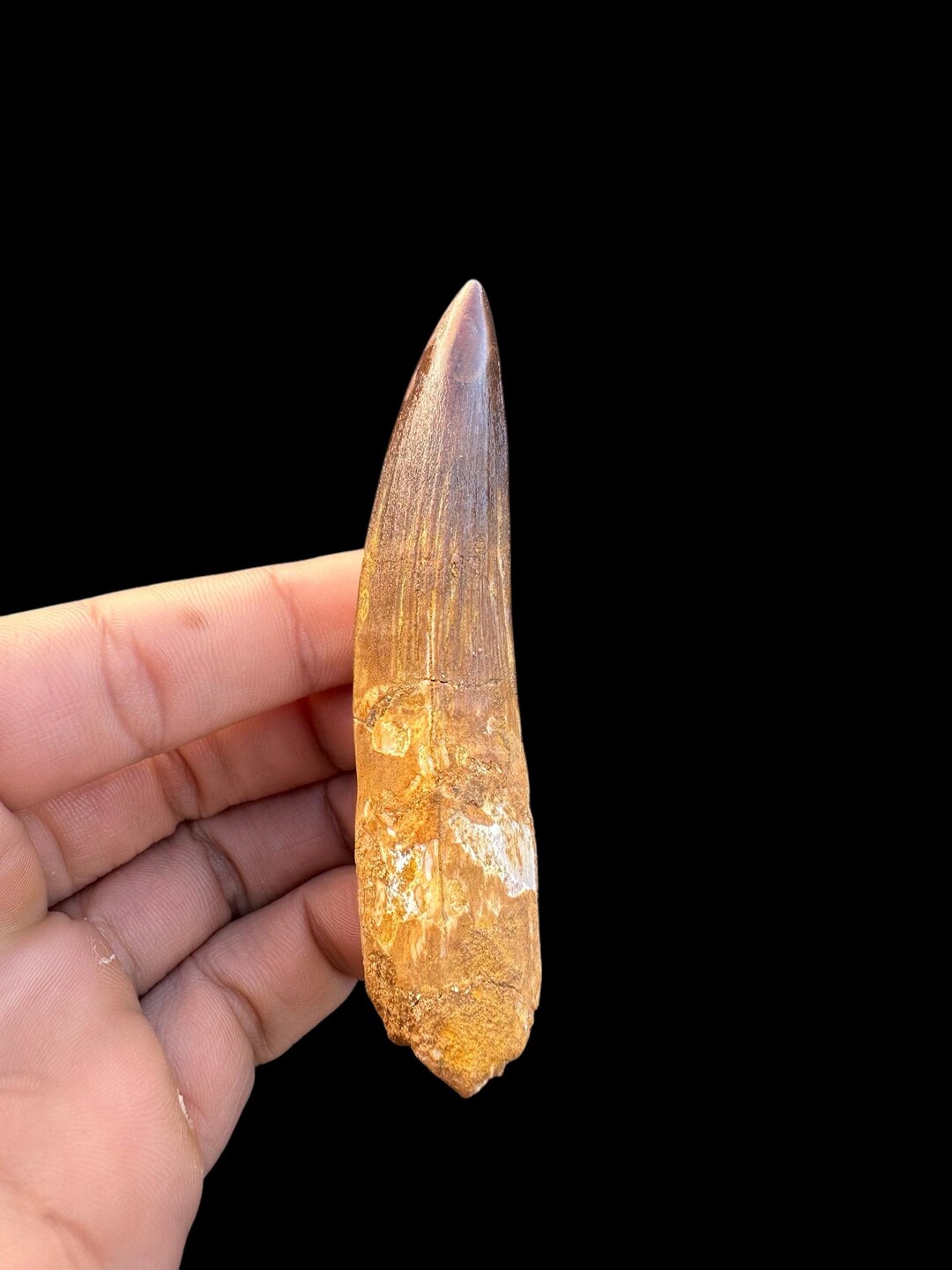 Fascinating Spinosaurus Tooth, Cretaceous Dinosaur, 112 to 93.5 Million ...