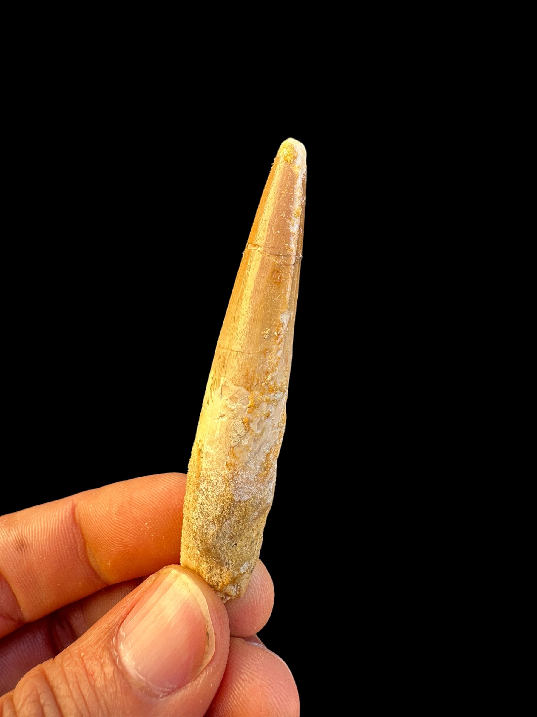 Spectacular Spinosaurus Tooth Fossil for Display or Gifting, Cretaceous ...