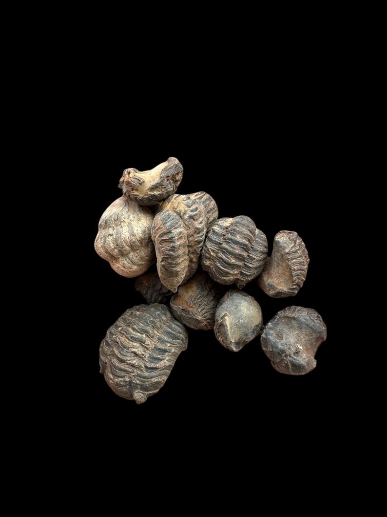 10 Pcs Small Trilobite Acastoides Lot (8–12 Mm) – Authentic Devonian ...