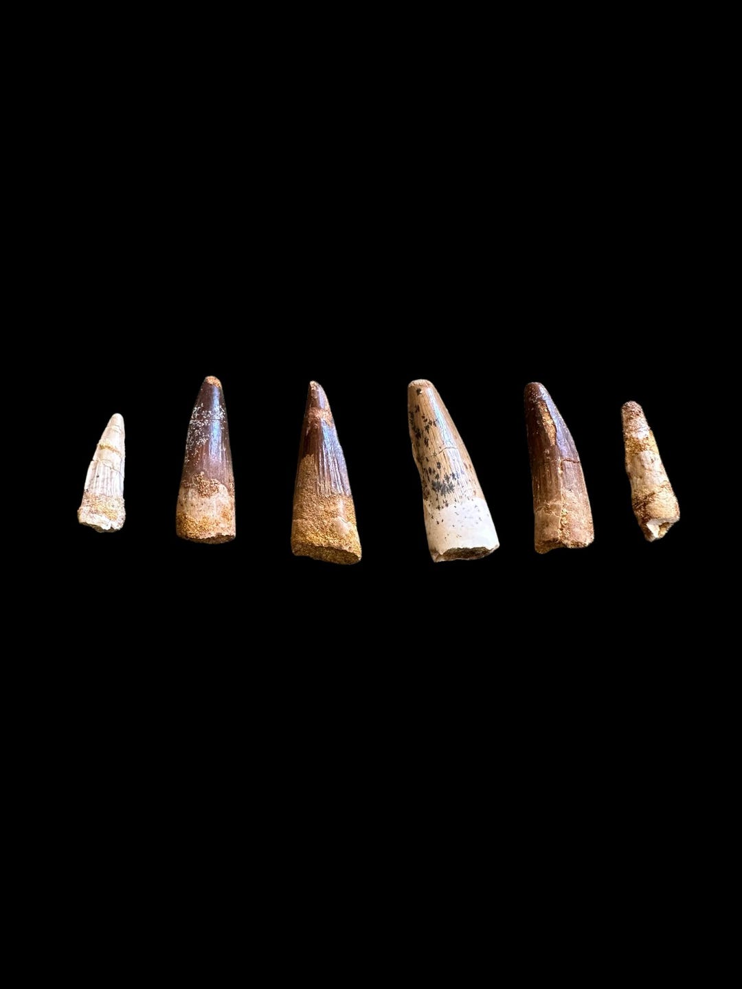 Awesome Set of 6 Authentic Spinosaurus Dinosaur Teeth – Fossil ...
