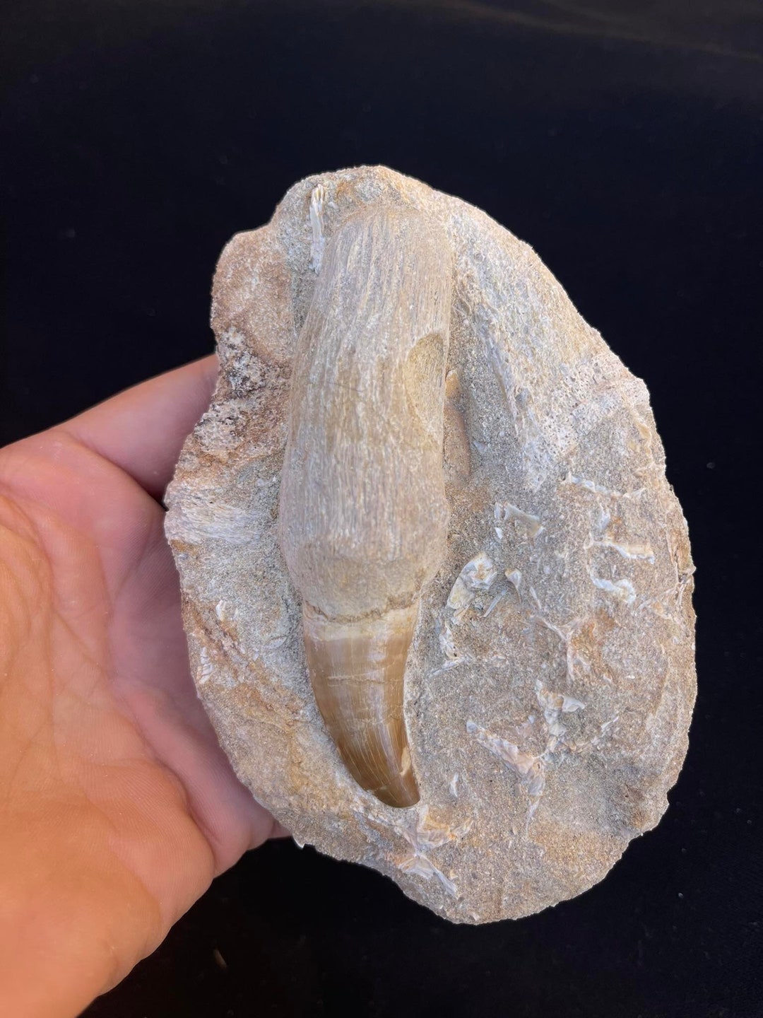 A HUGE Museum Quality MOSASAURUS TOOTH With Root in Matrix, Dinosaur ...