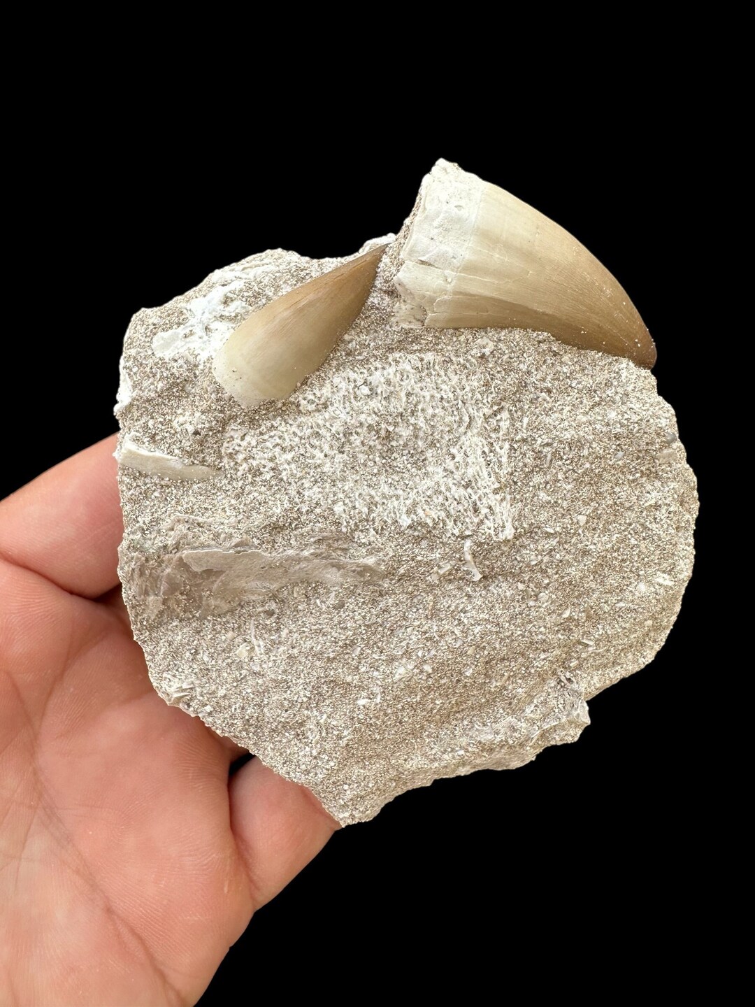 A Gorgeous Pair of Great Mosasaurus Teeth in Matrix, Dinosaur Tooth ...