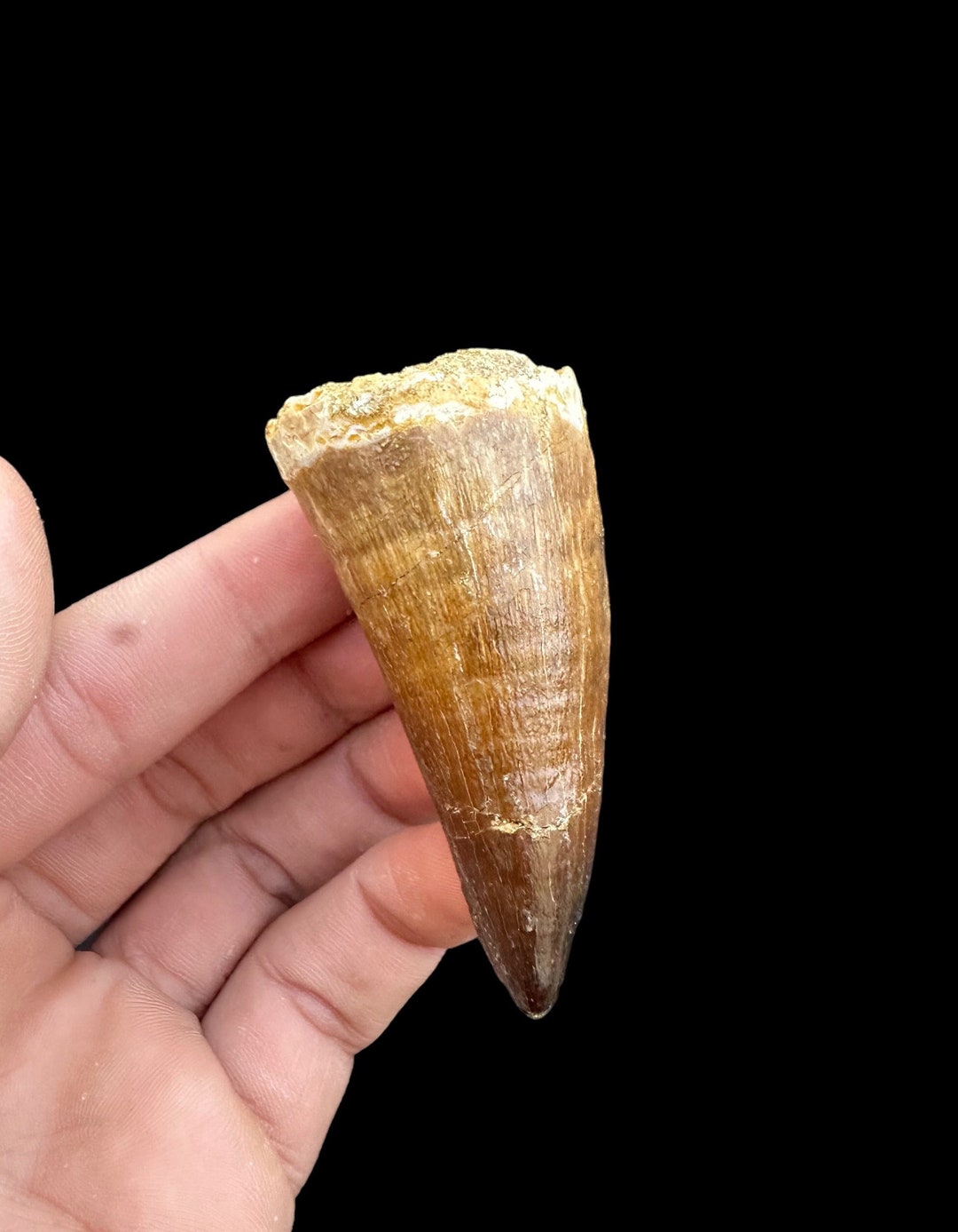 Top Quality Mosasaurus Tooth From Morocco, Fossilized Dino Tooth ...