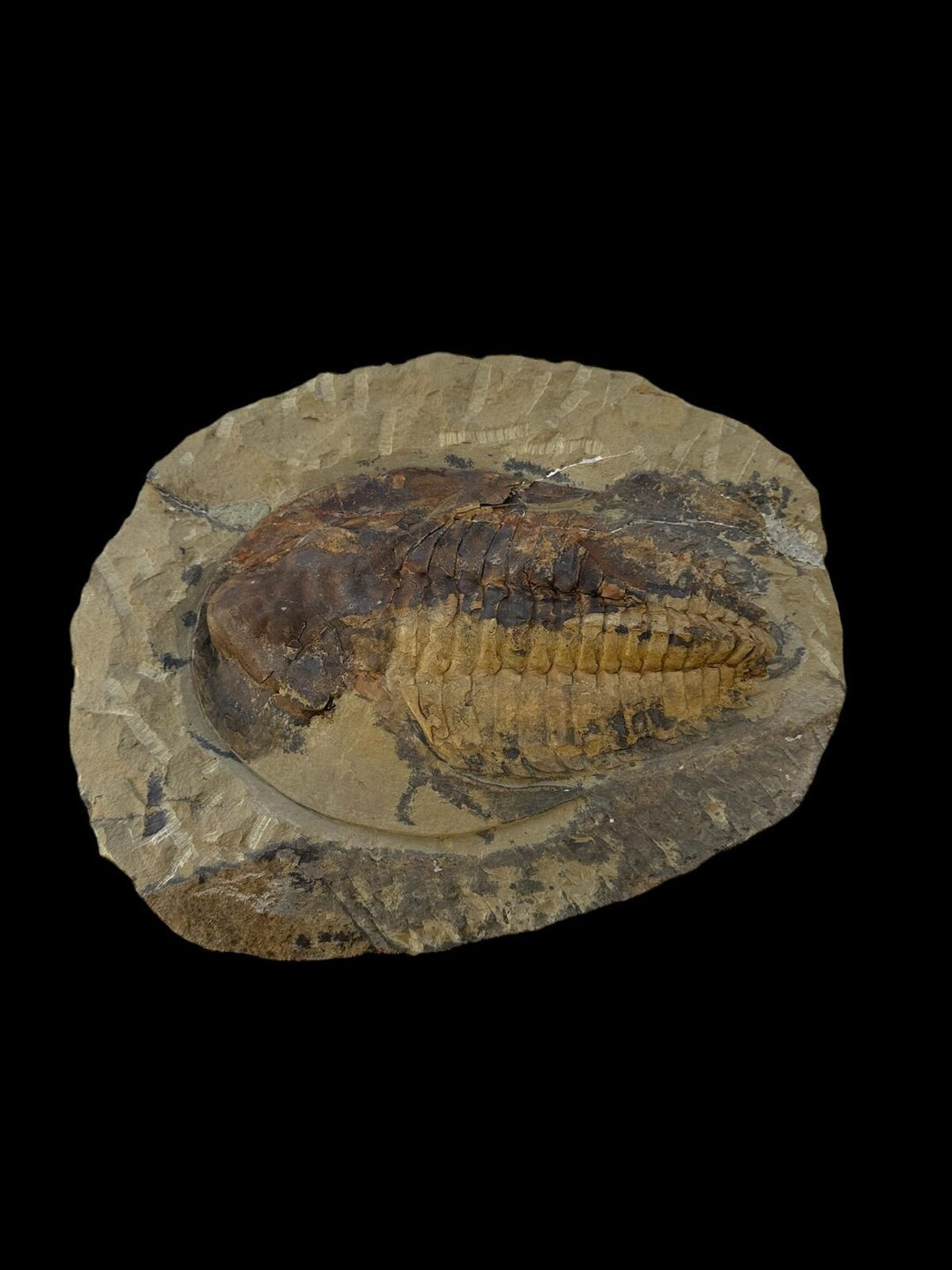 Rare Authentic Andalusiana Trilobite Fossil From Morocco - Authentic ...