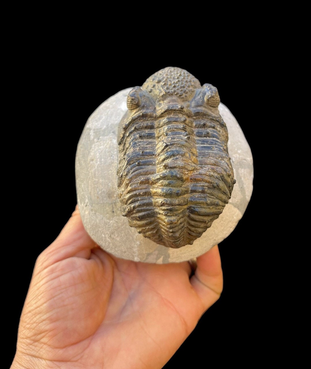 Rare Big Trilobite Reedops Fossil Phacopidae Devonian Trilobiten From ...