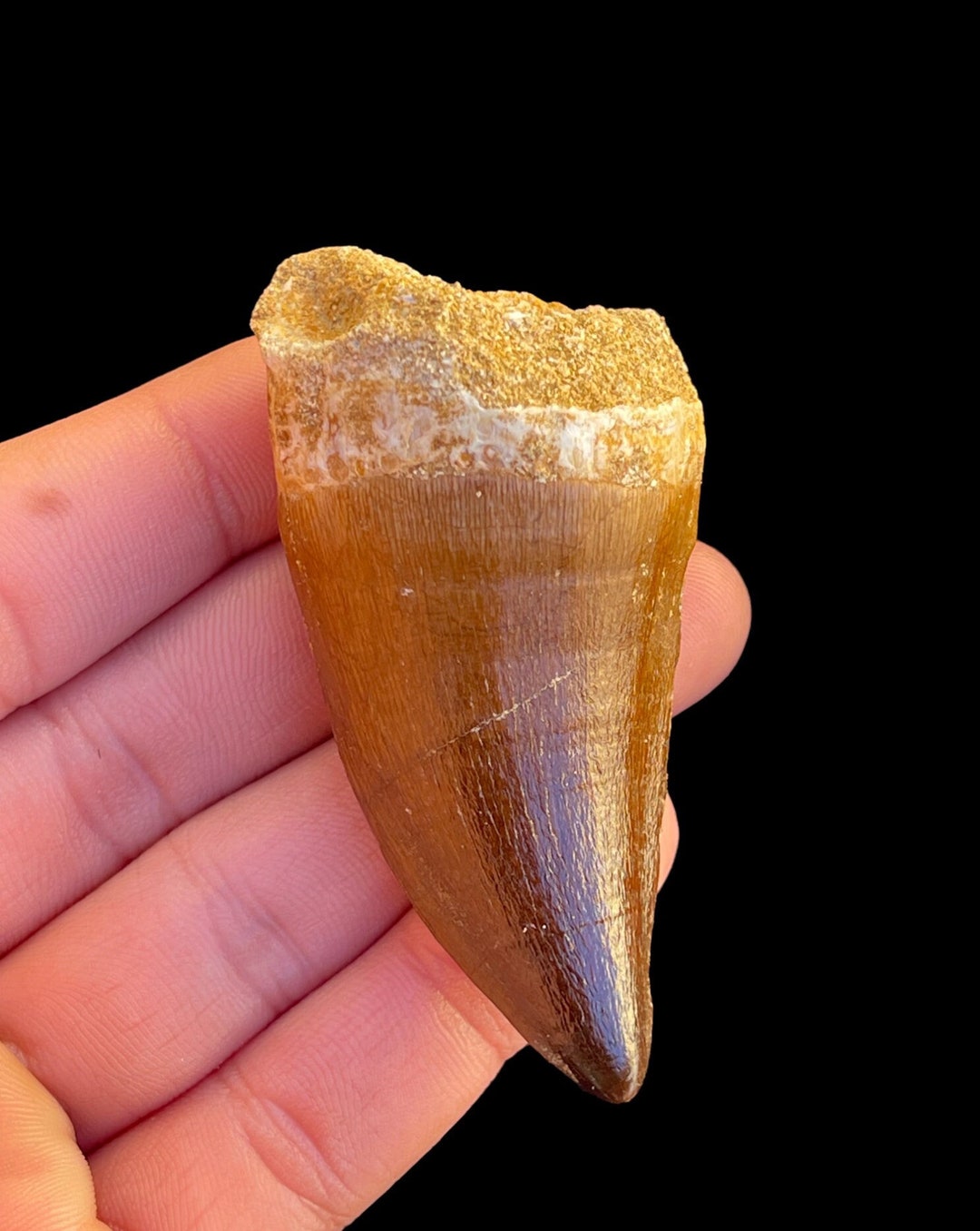 Mosasaur Tooth Large Marine Dinosaur Mosasaurs Real Fossil - Etsy