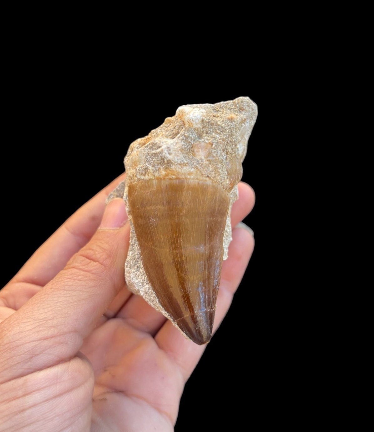 Top Quality Mosasaurus Tooth in Its Root From Morocco, Big Reptile ...