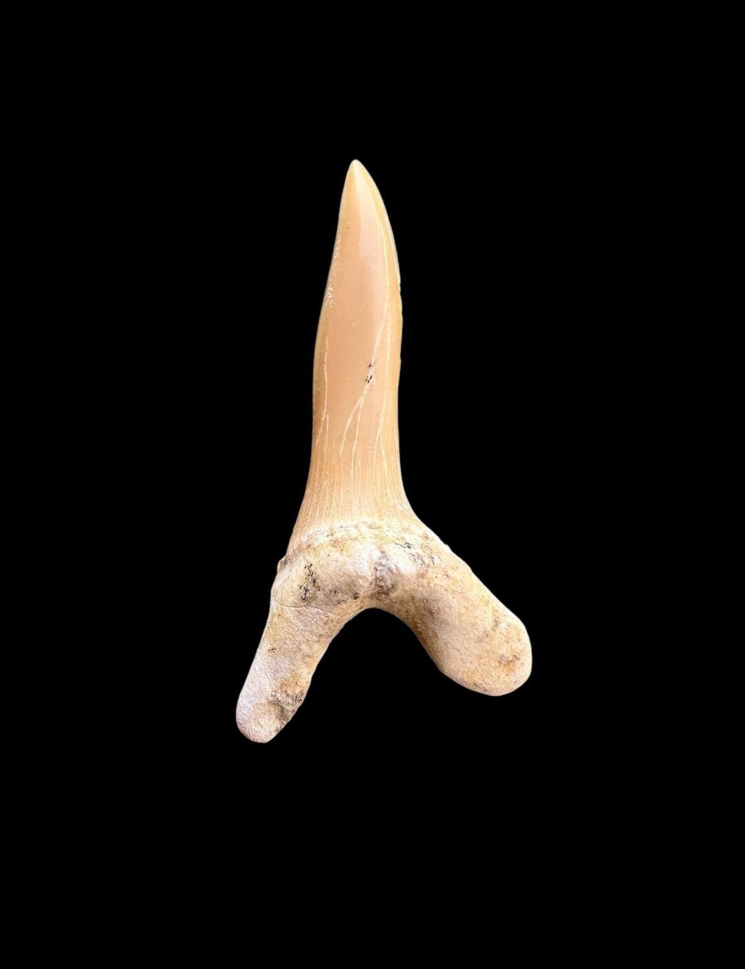 Rare Goblin Shark Tooth Fossil - Ancient Mitsukurina Specimen- Moroccan ...