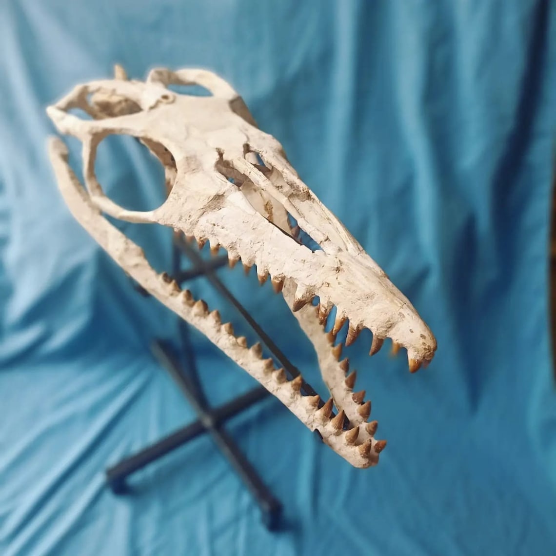 Great Quality Mosasaur Skull - Mosasaurus Beaugei - Dinosaur Skull ...
