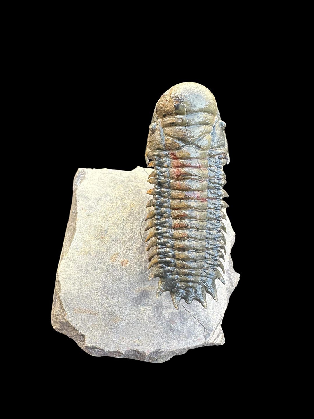 Amazing Flying Trilobite Fossil From Morocco: A Piece of Natural ...