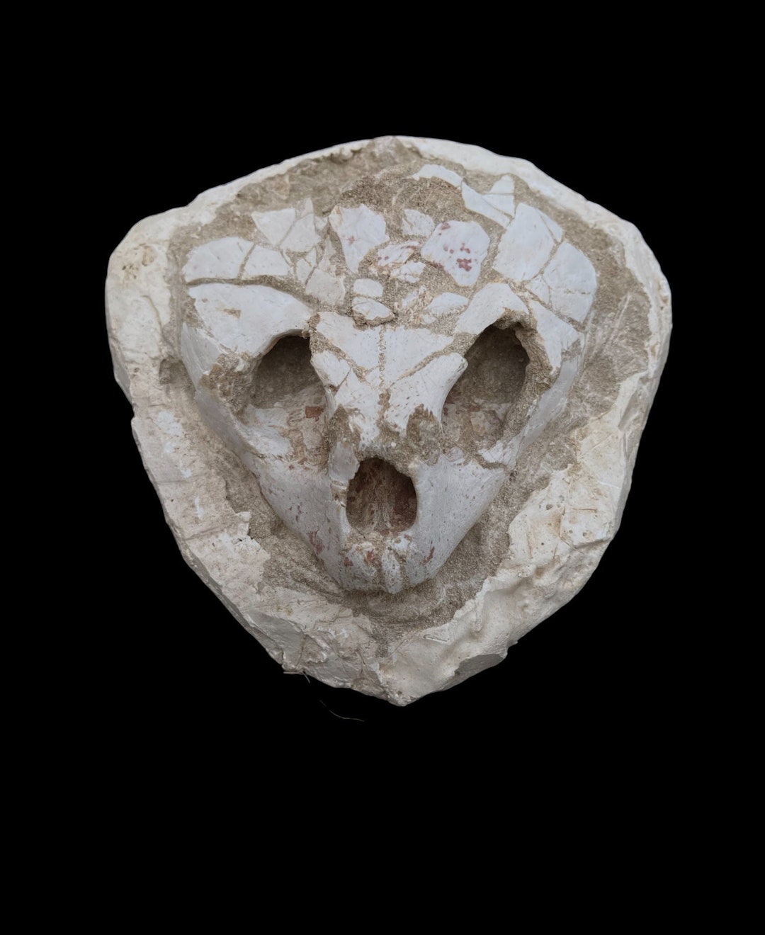 Rare Natural Fossil Turtle Skull: Perfect Addition to Any Collection - Etsy