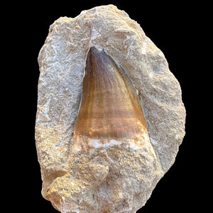 Great Genuine Mosasaurus Tooth - A Piece of Prehistoric Majesty- Real ...