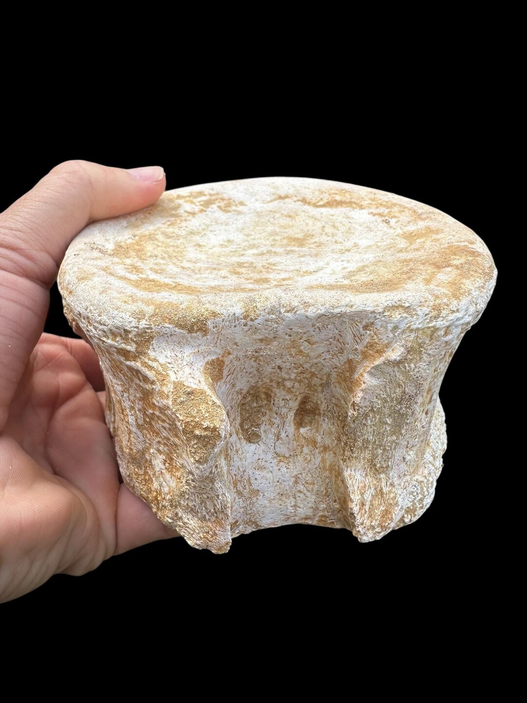 A Great Vertebrae Fossil Prehistoric Marine Reptile Big Dinosaur ...