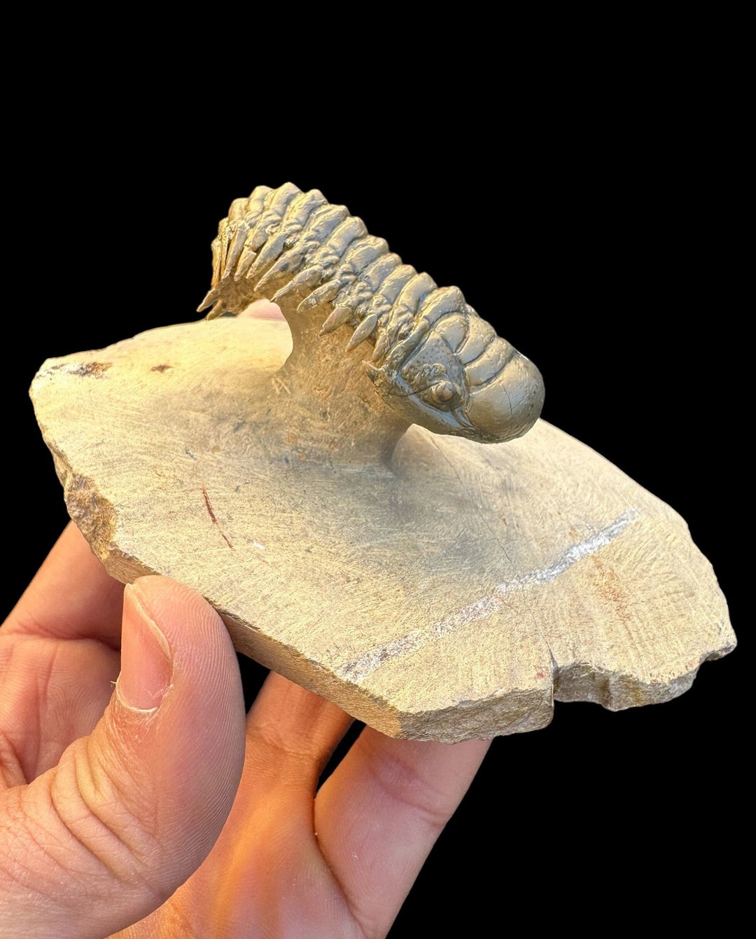 Top Rare Quality Flying Trilobite Fossil From Morocco: A Piece of ...